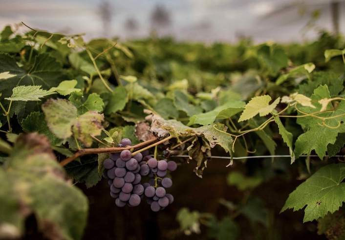Rancho das Videiras: Onde os Sonhos se Misturam ao Perfume das Uvas ...